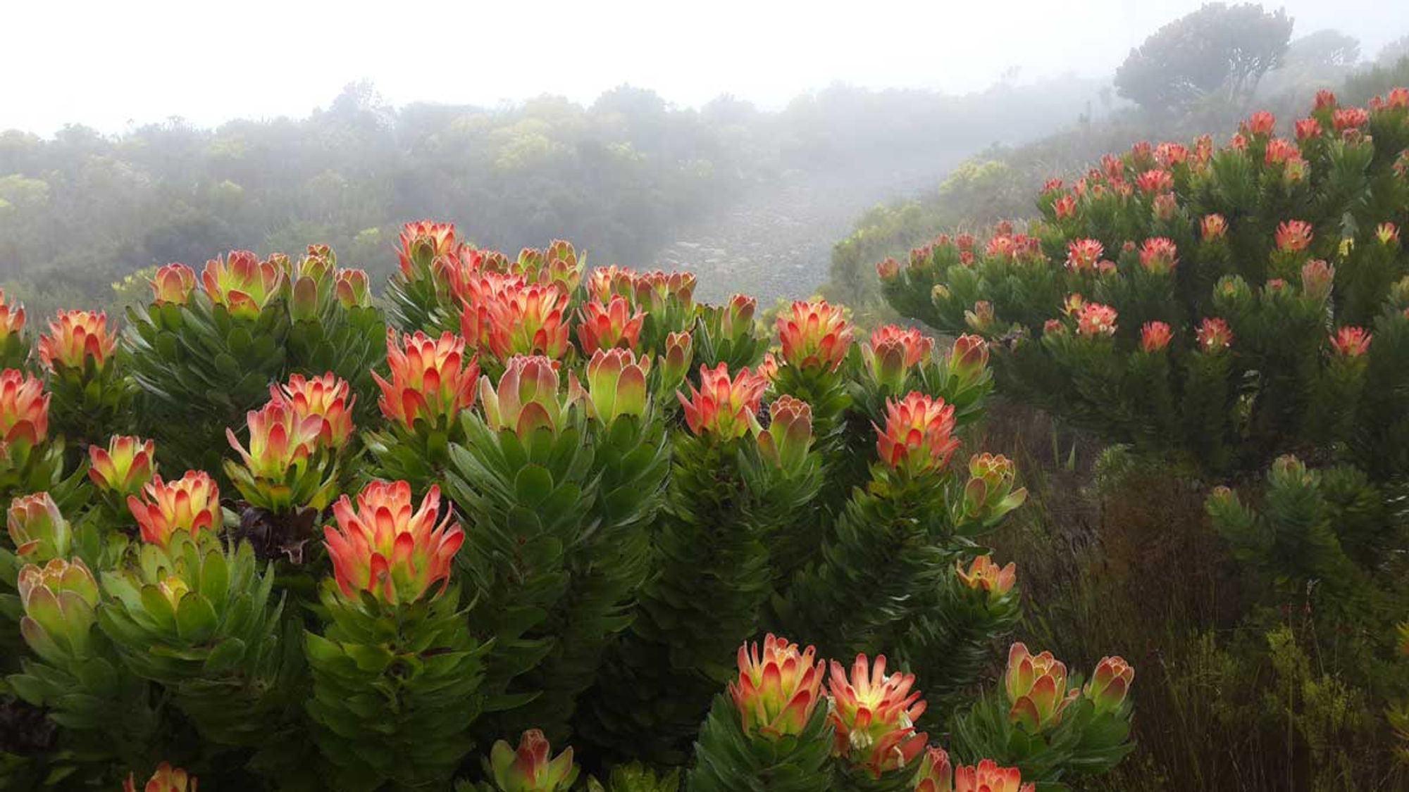 South Africa Tourism - 6 Pillars - Scenic Outdoors