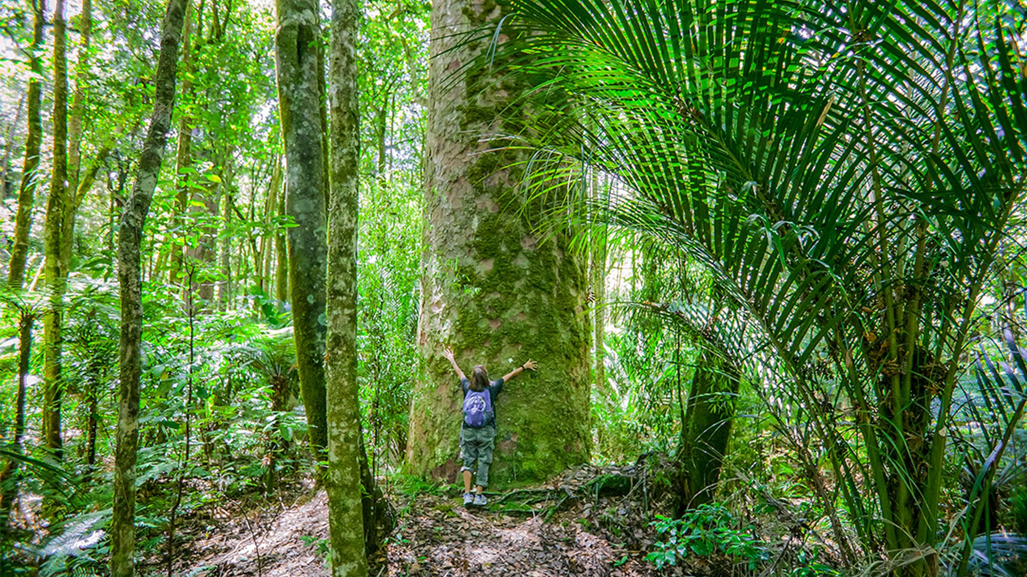 seeking out maori culture in new zealand article