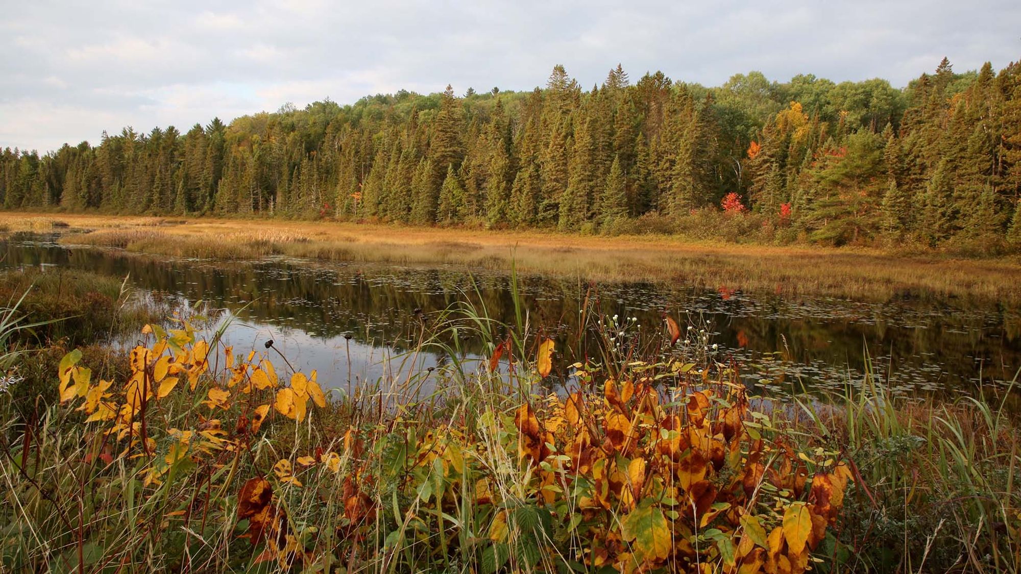 Algonquin Provincial Park Inspires New Beginnings