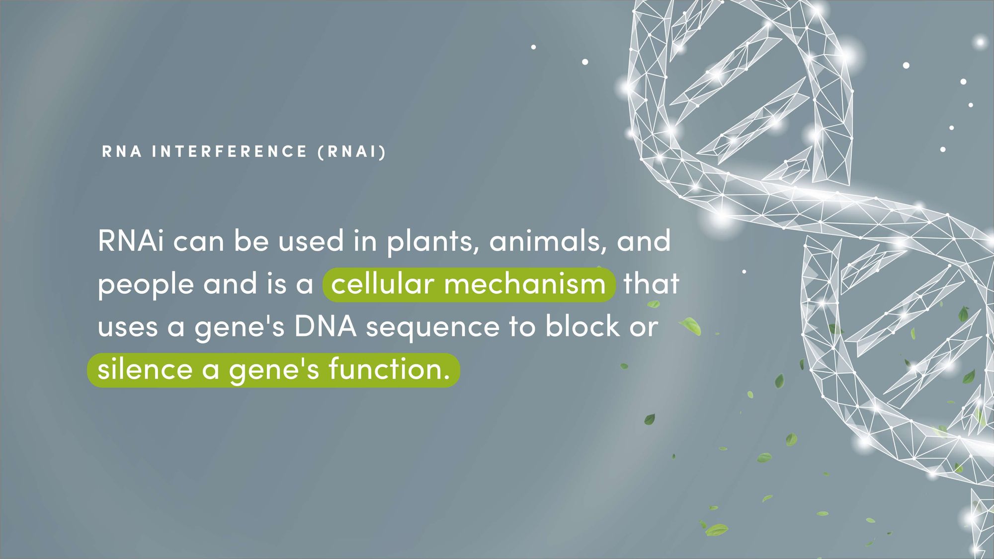 The journey of a discovery