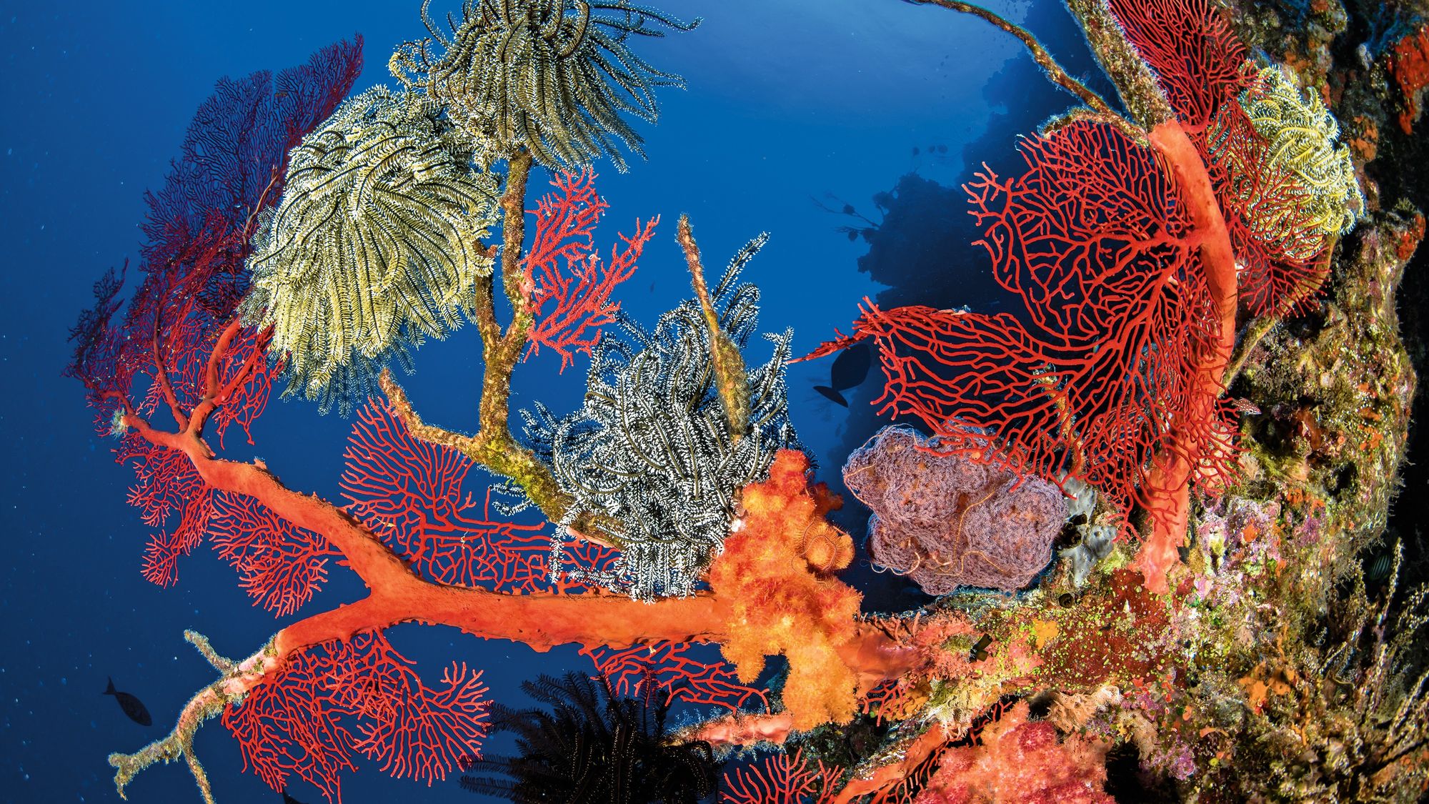 Pristine Seas Expeditions