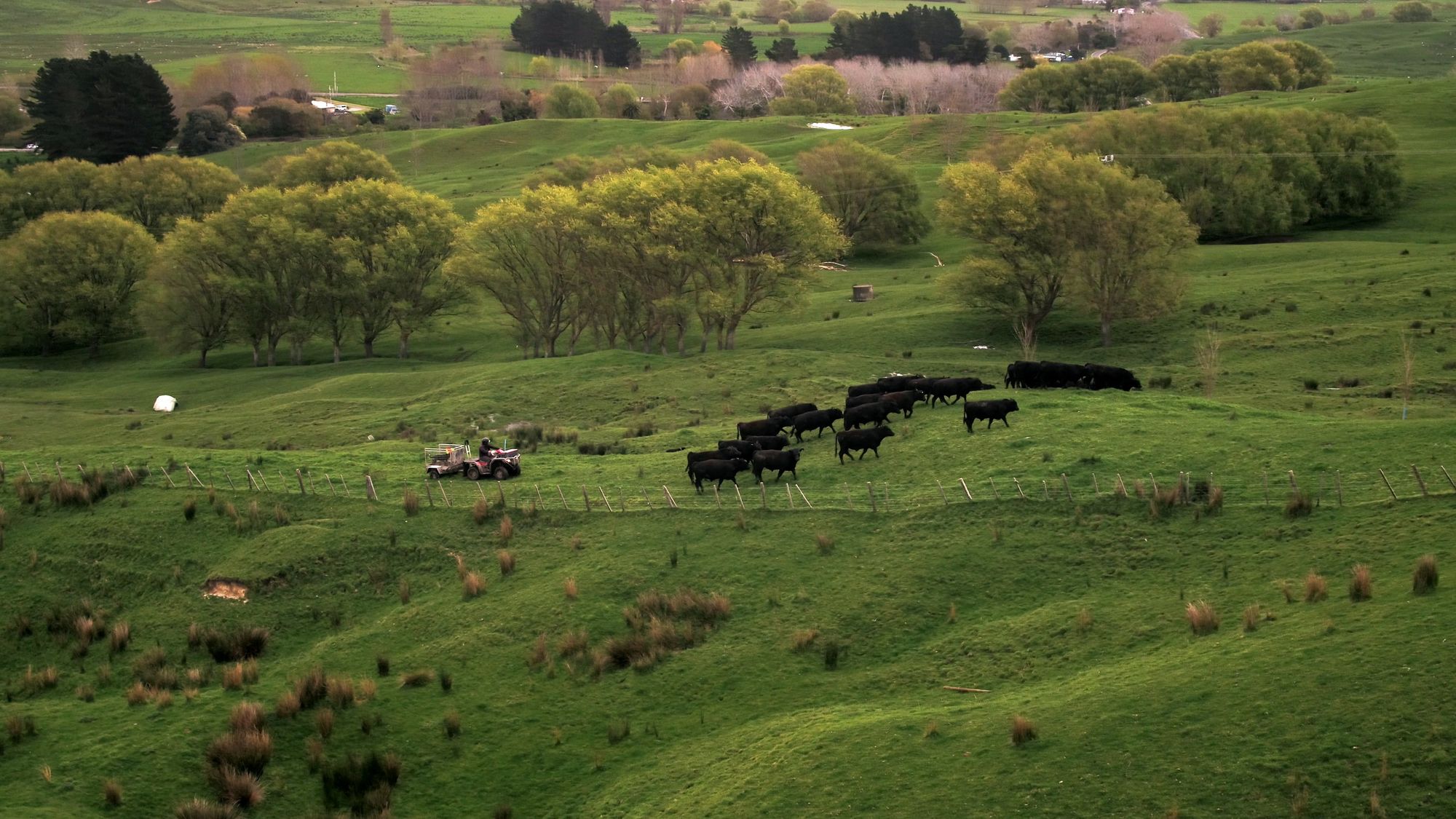 Silver Fern Farms Reducing carbon impact