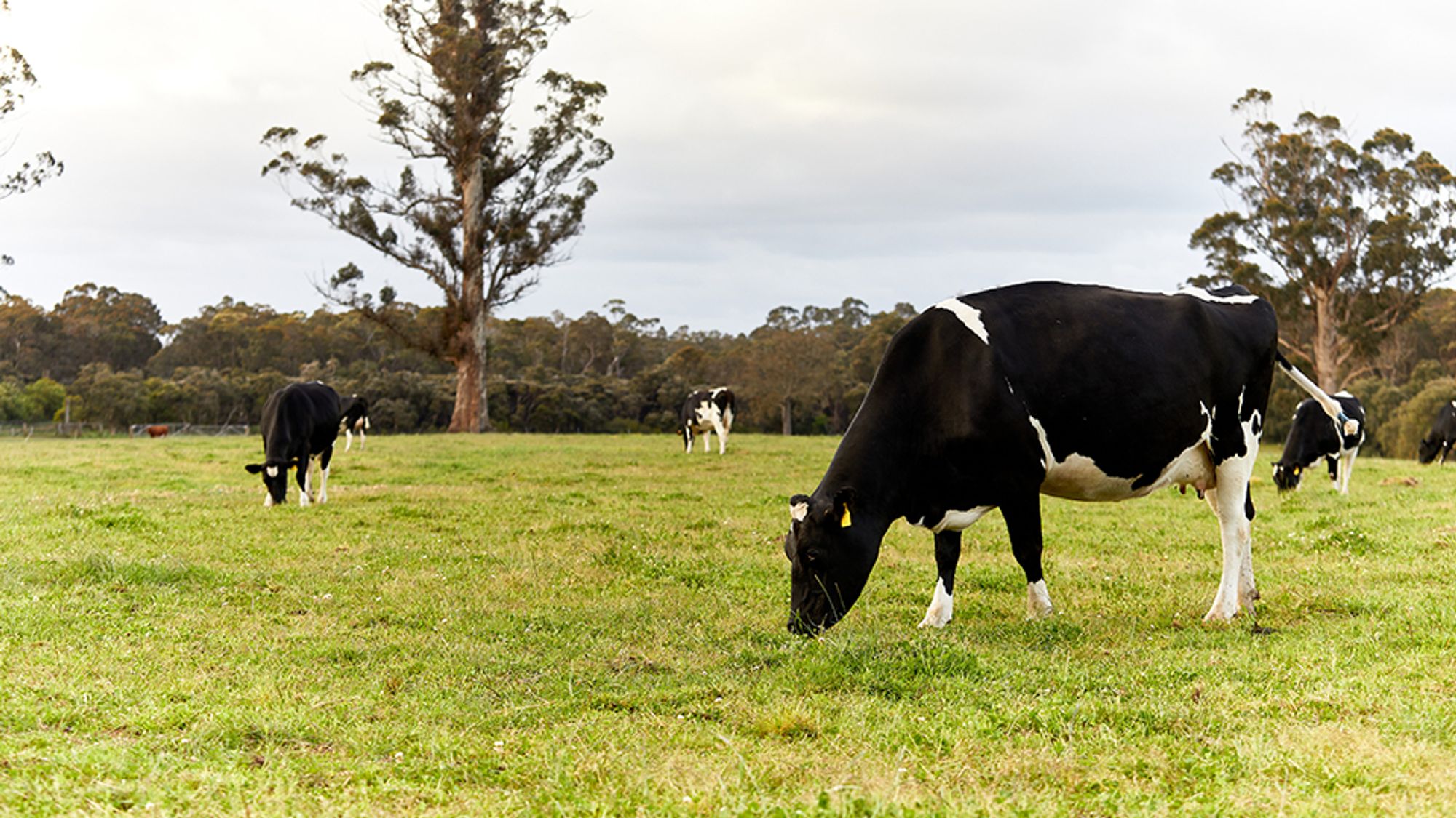 Cream of the crop: What makes Australian dairy special? - Article