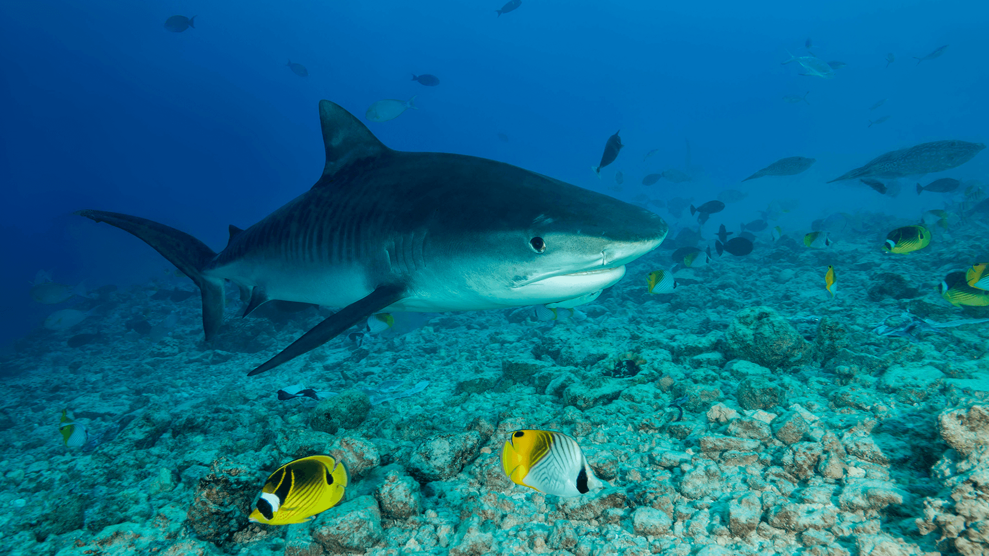 Island-hopping in the 'real' Maldives | Article