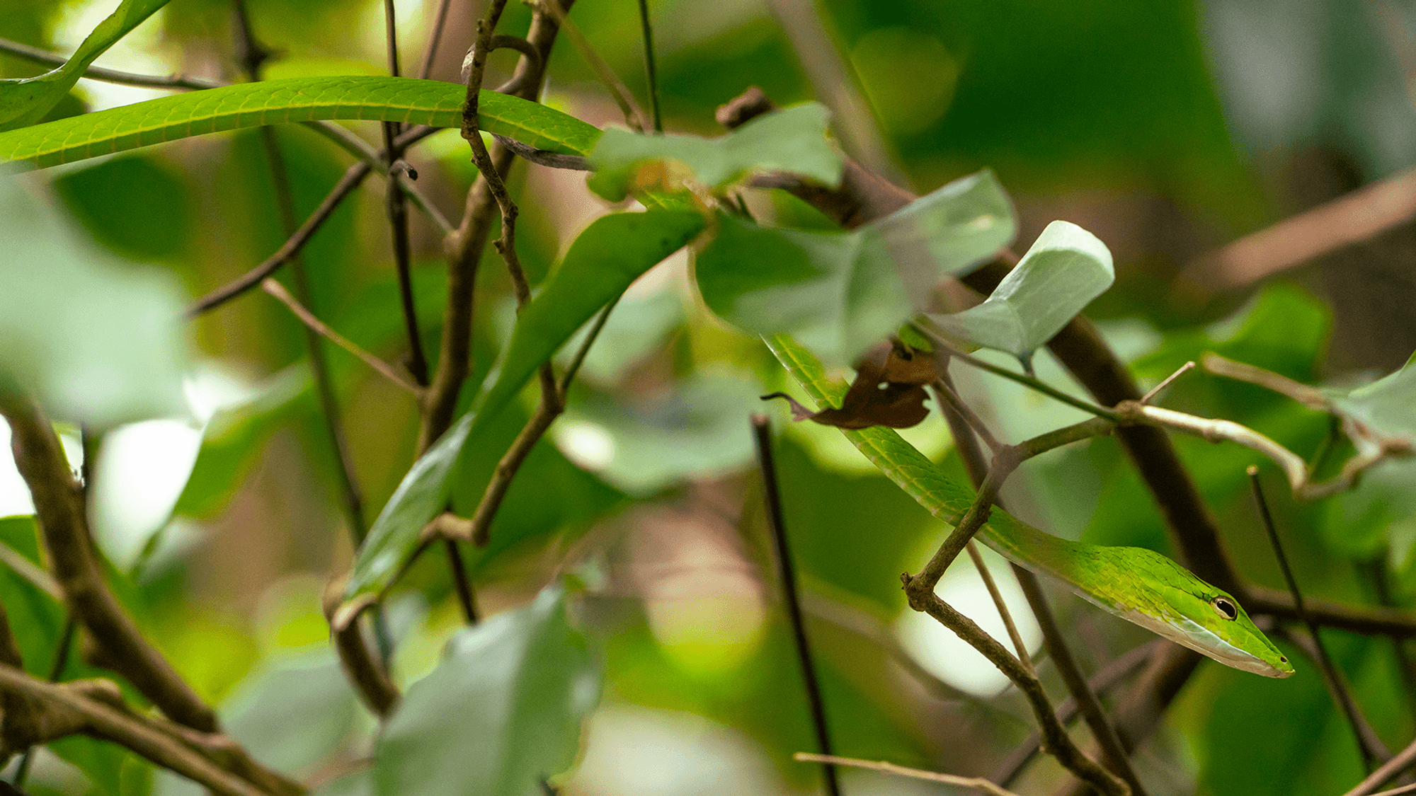 A walk on the wild side: Discover Sentosa, Singapore's tropical idyll ...