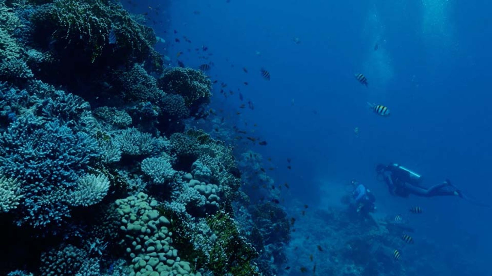 Meet the destination developer rediscovering the Red Sea to transform ...
