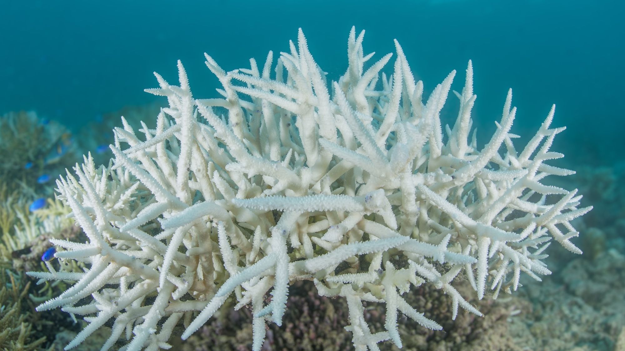 Preserving paradise