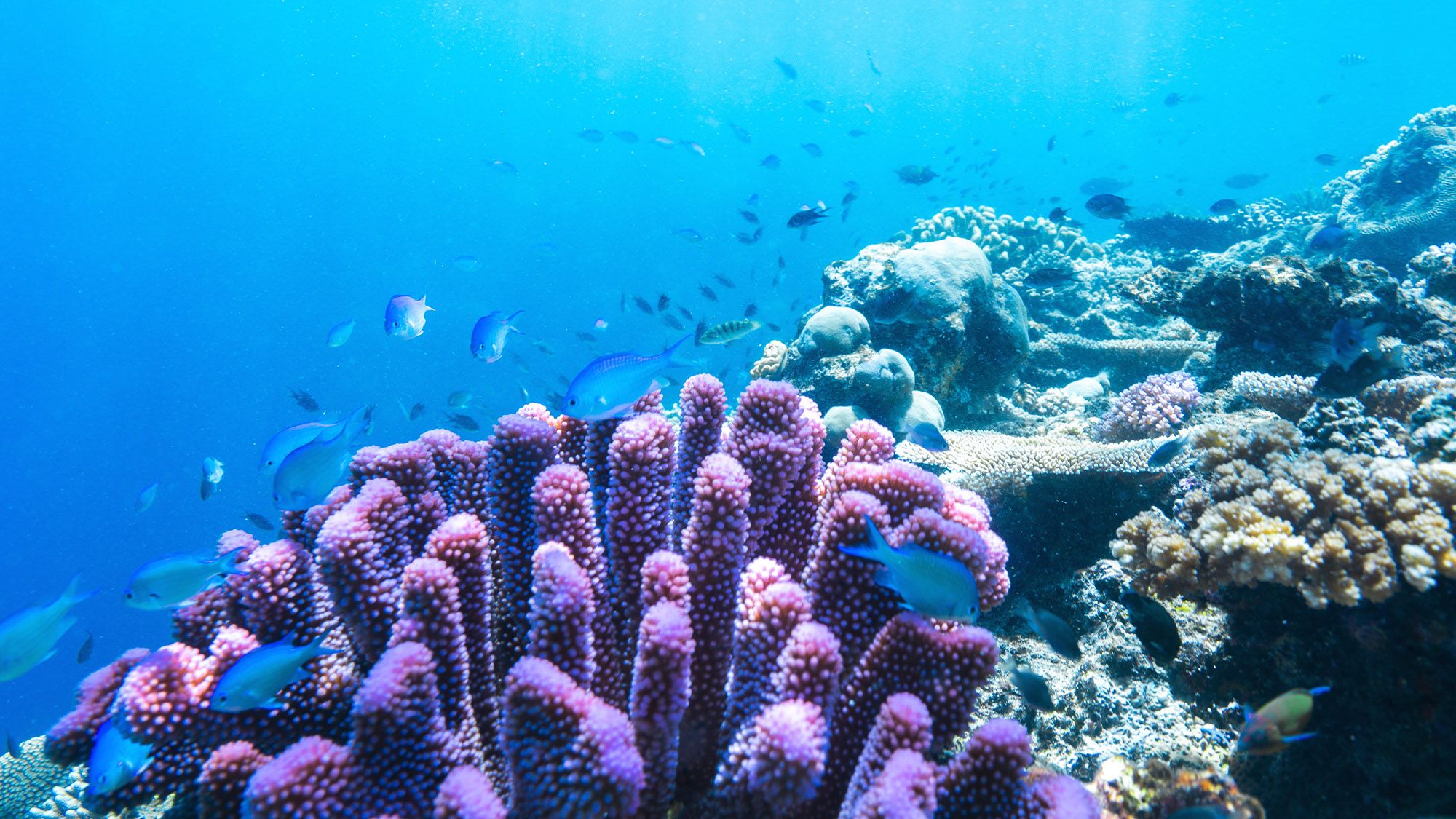 The big blue: Finding happiness deep in the Pacific | Article