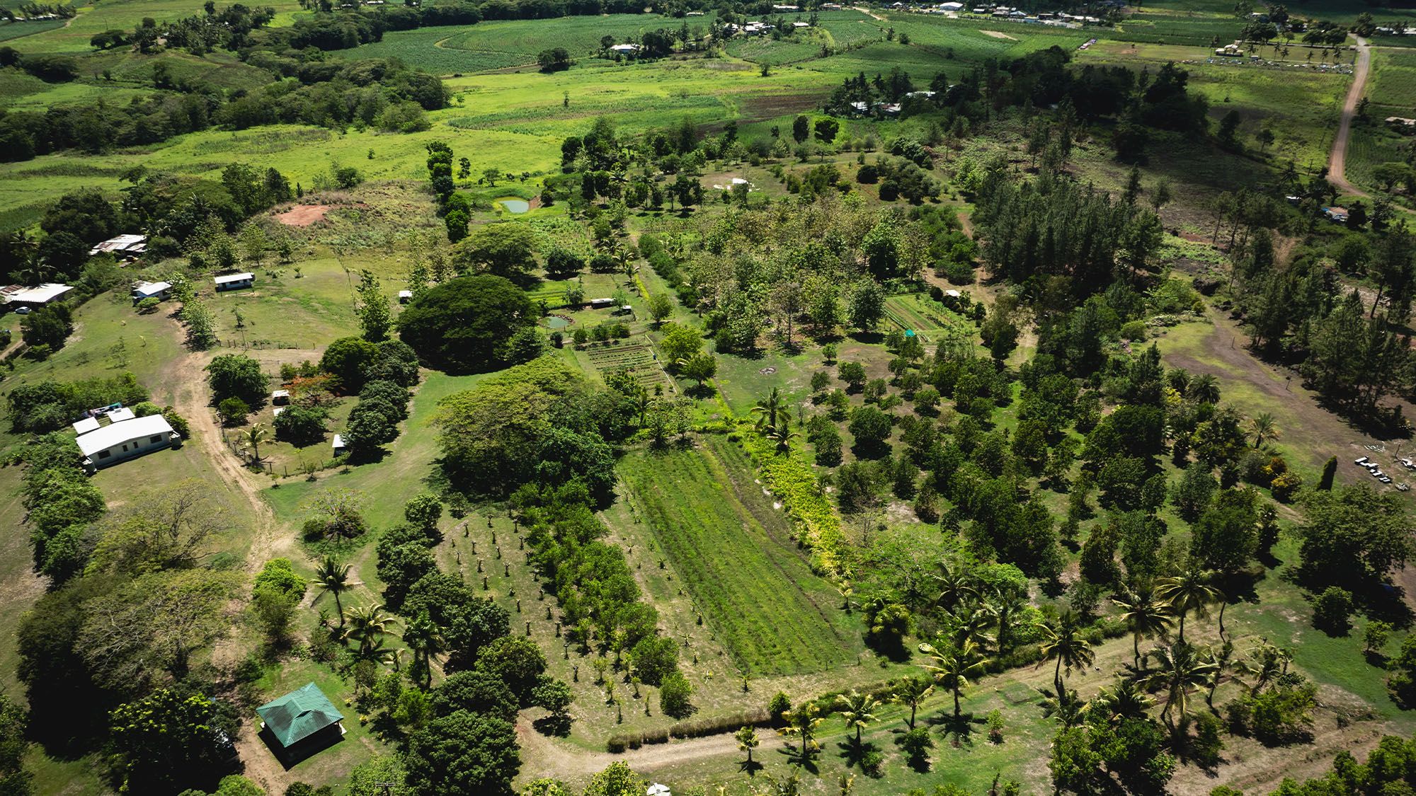 'Mai kana' (Let's Eat): A tour through Fiji's culinary renaissance ...