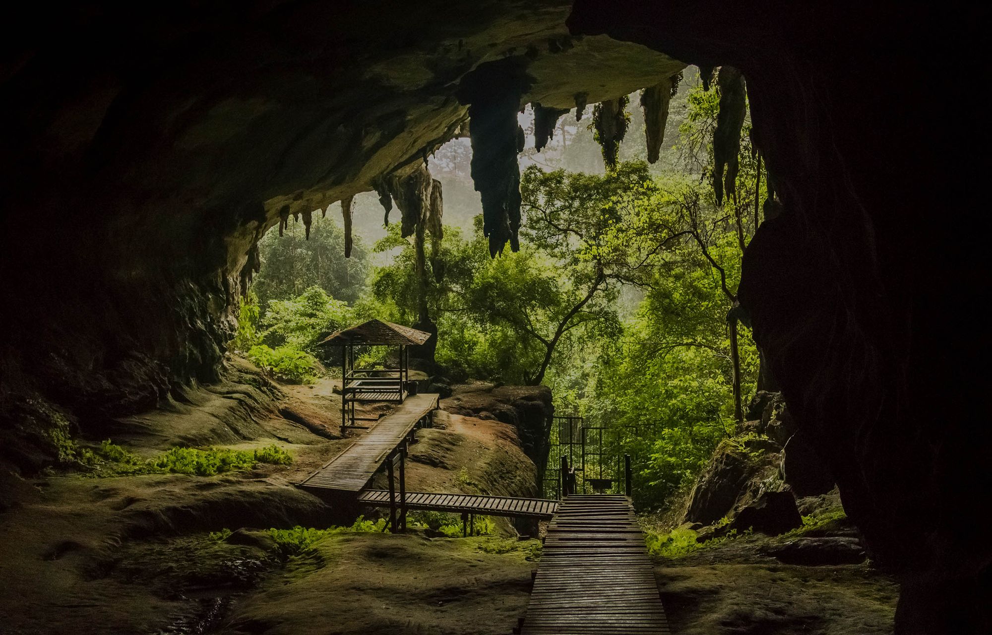 A journey through time: Exploring Borneo's mystical Danum Valley and ...