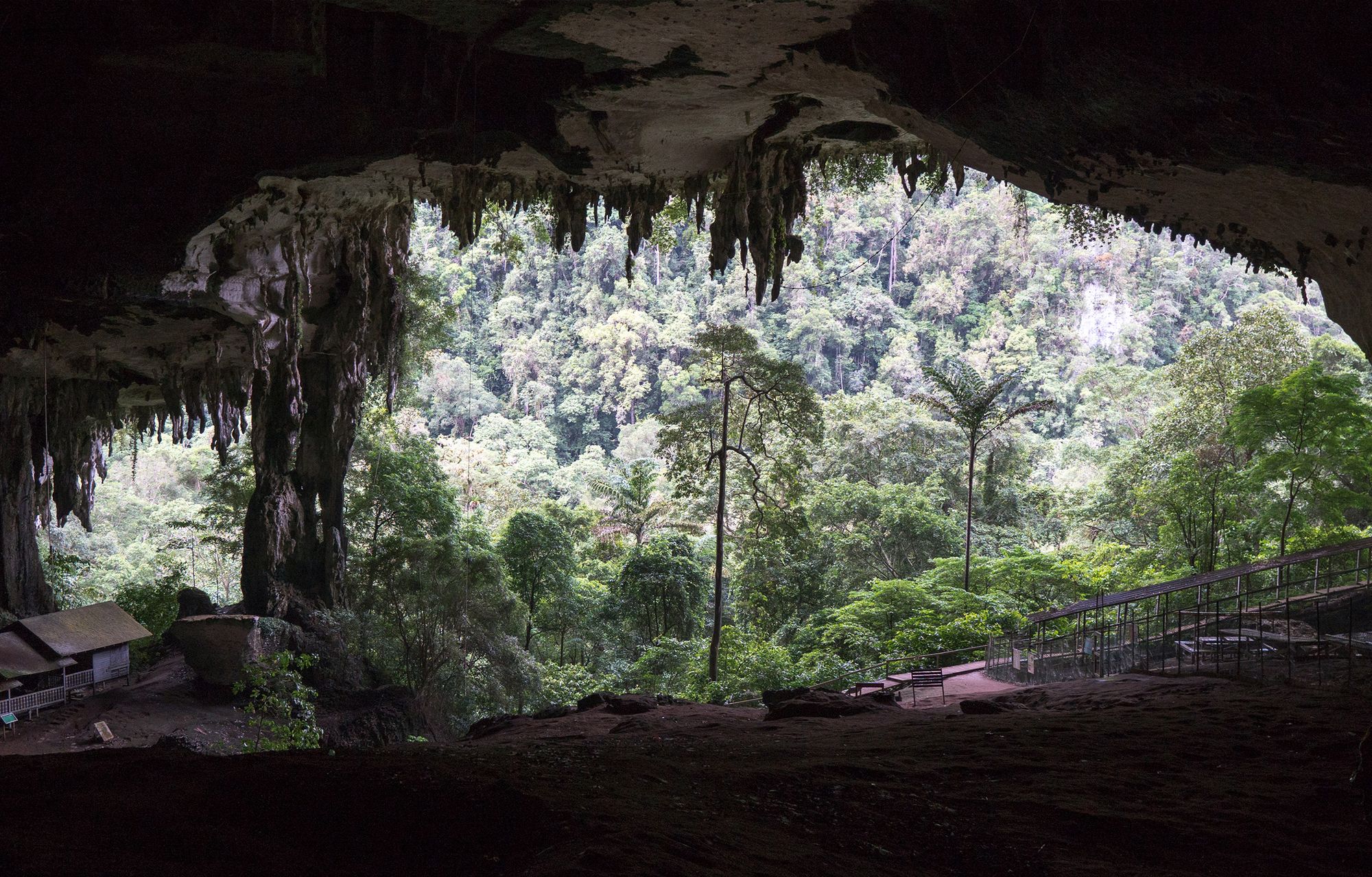 A journey through time: Exploring Borneo's mystical Danum Valley and ...