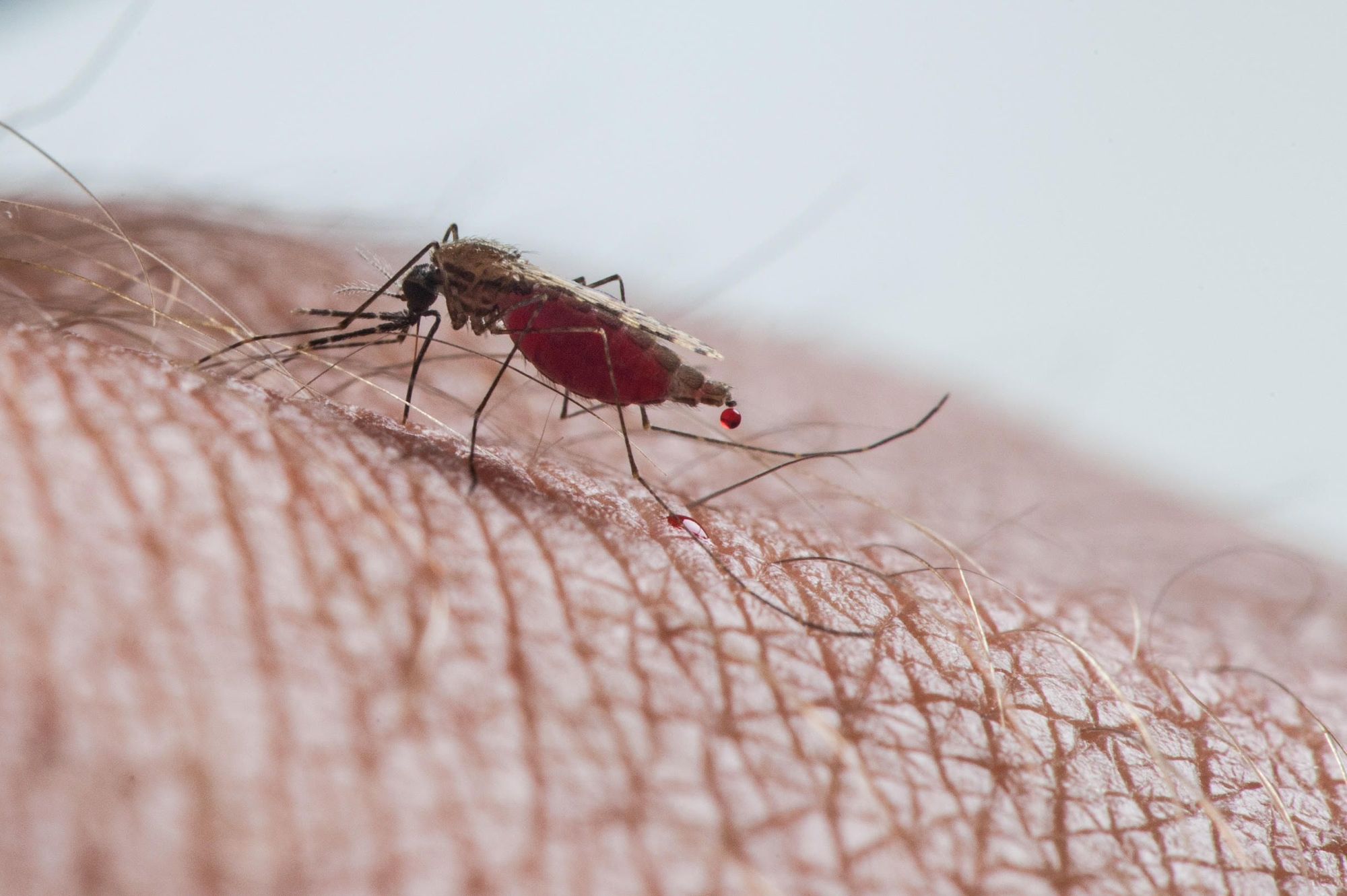 How collaboration and new drugs could beat malaria