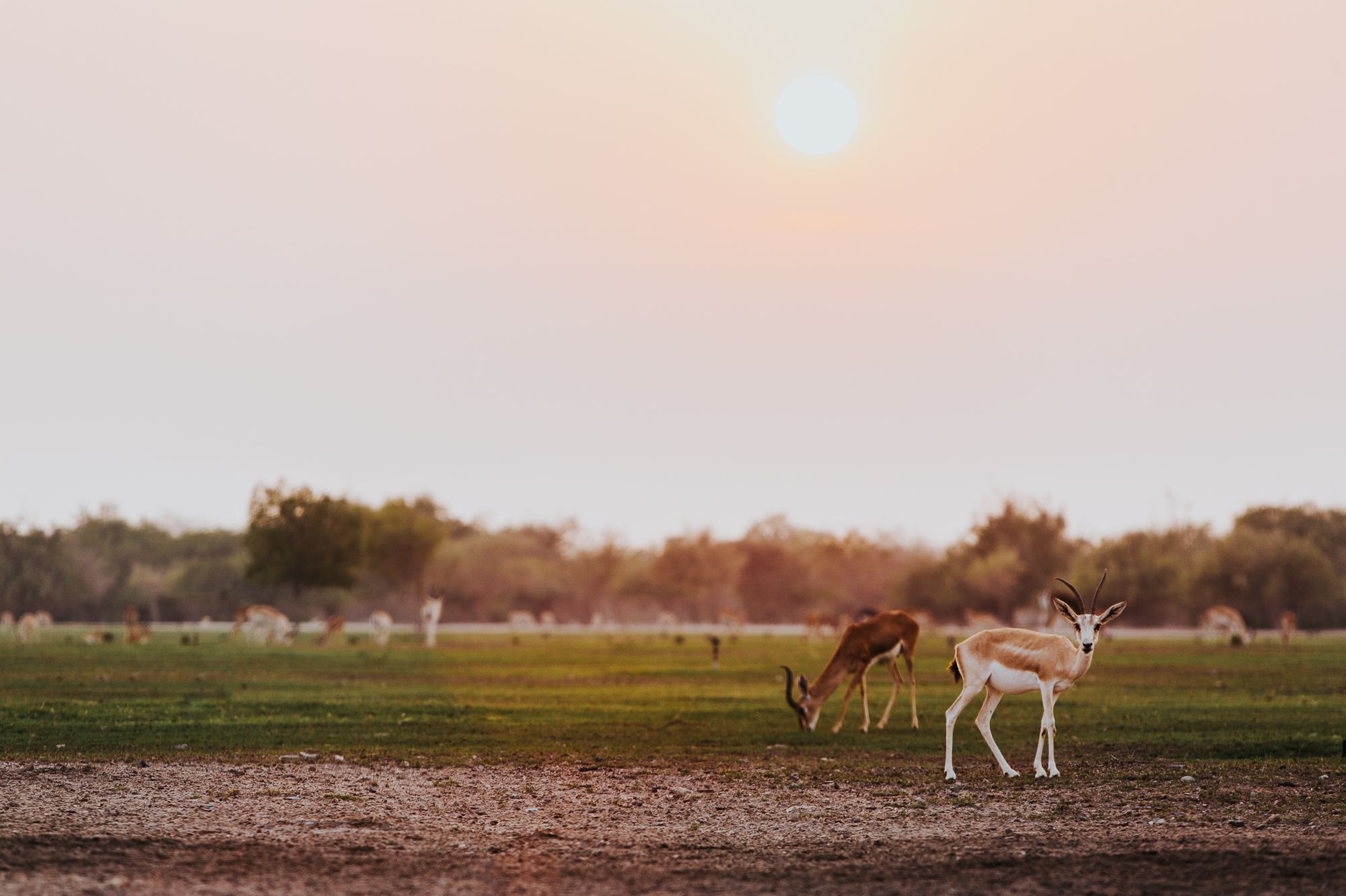 In pictures: Abu Dhabi's environment