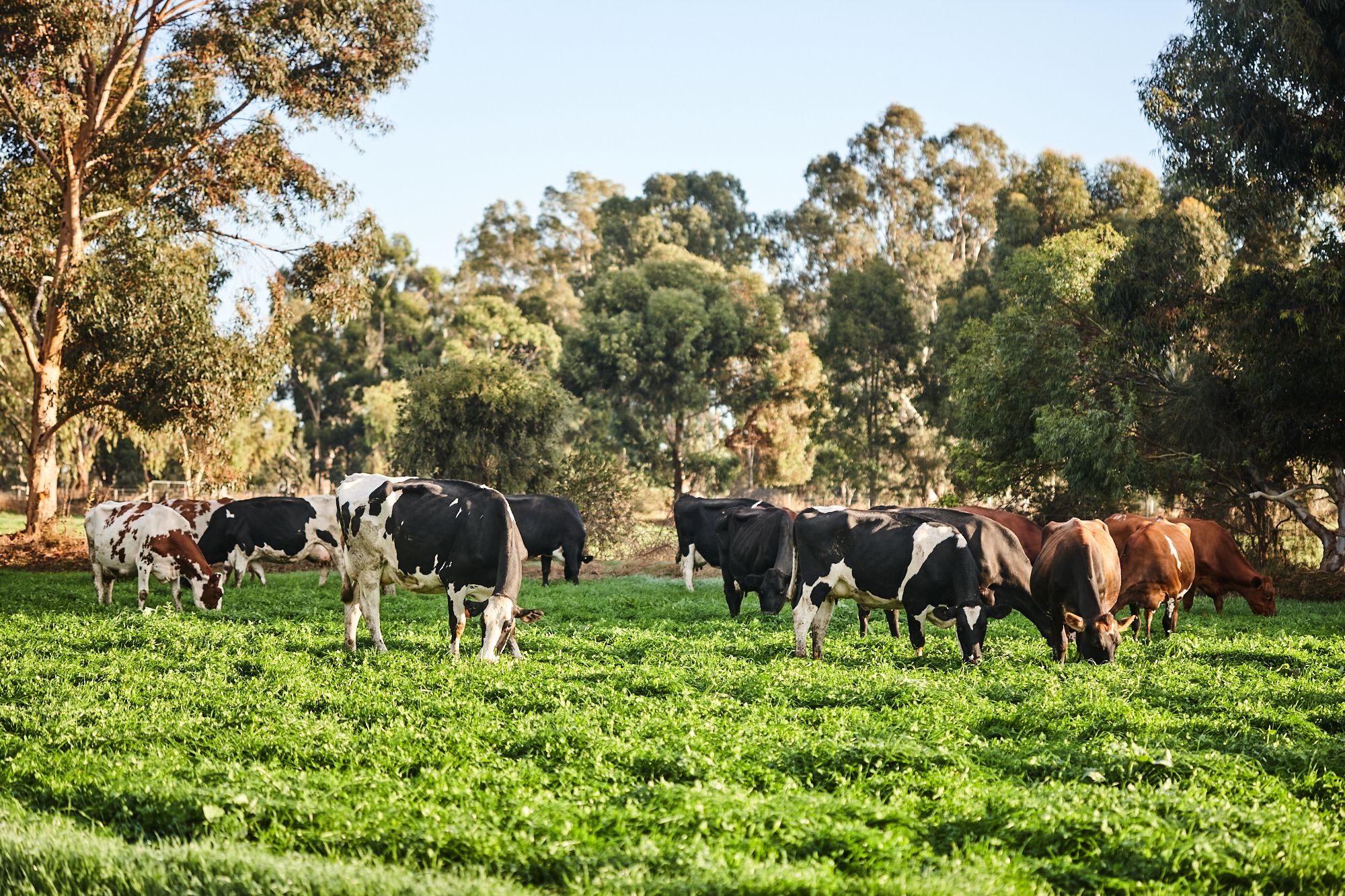 How technology has shaped Australian dairy farming - Article