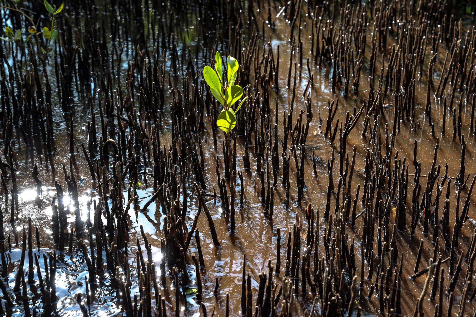 Conserving mangroves and supporting livelihoods through beekeeping in Kenya