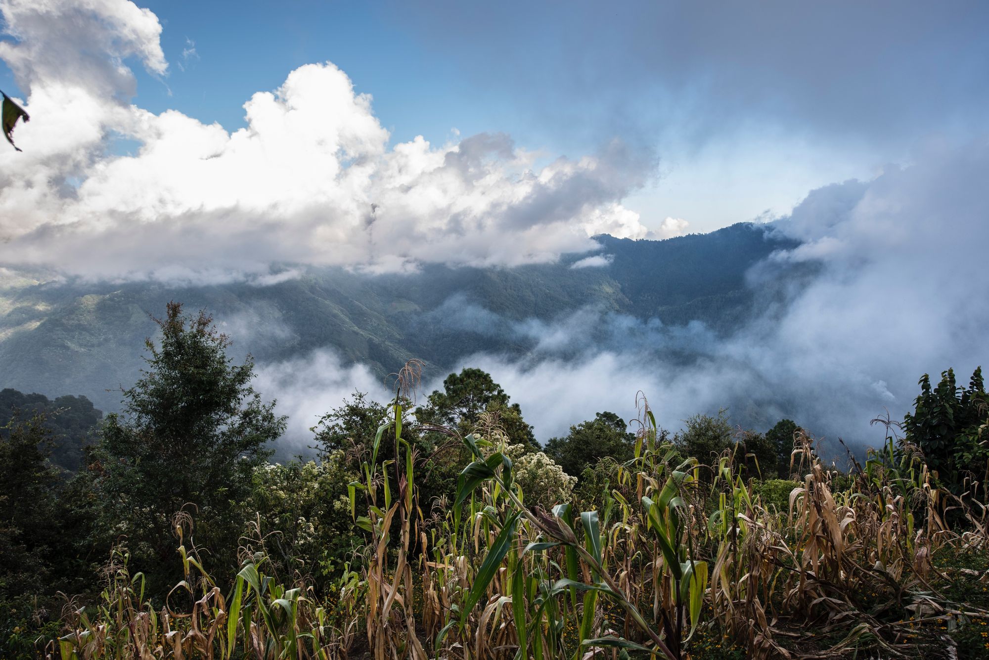 An ecosystem's allies