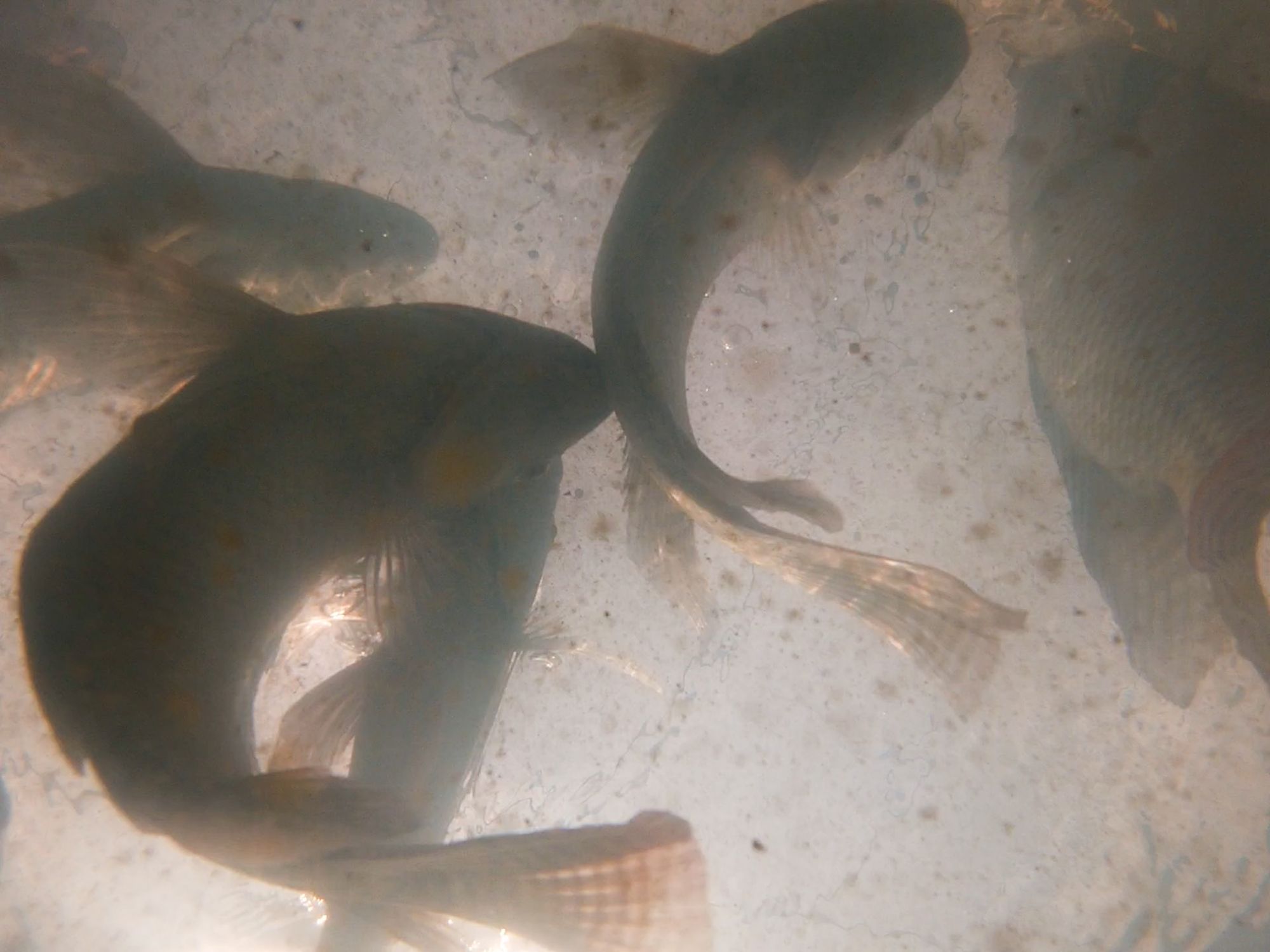 CGIAR Egypt's fisheries