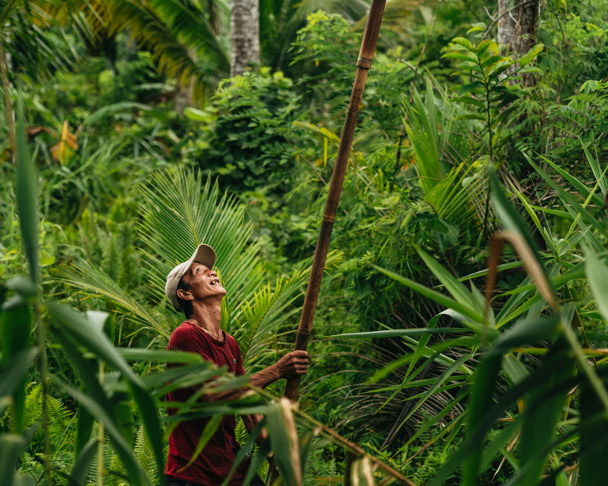 Cultivating more sustainable livelihoods in the coconut fields of the ...