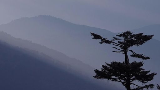 The 5,000-year-old tree that holds clues to life and death - BBC Reel