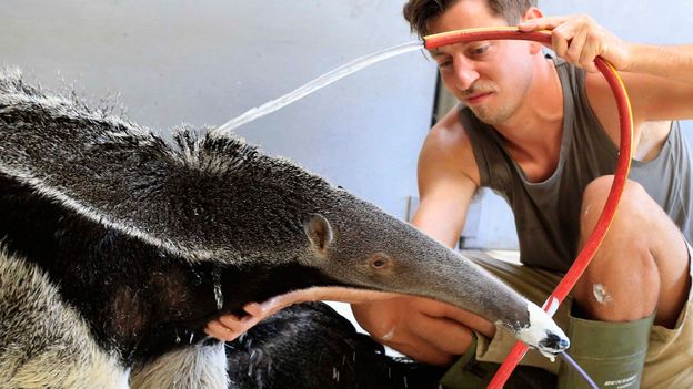 The dual sides of animal captivity