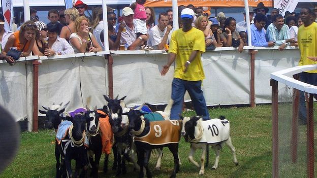 Uganda’s famous goat races
