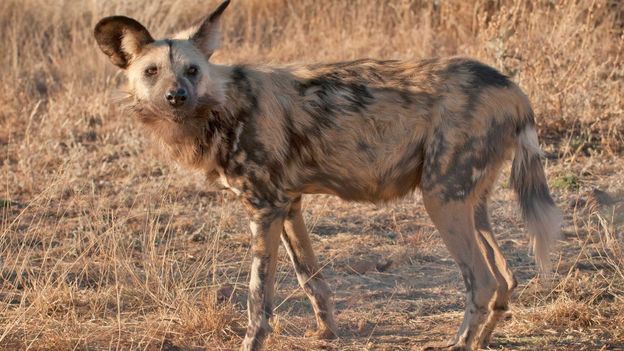Caring for wildlife, Namibian-style