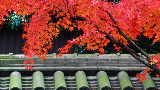 Kōyō: Japan’s autumn explosion of colour