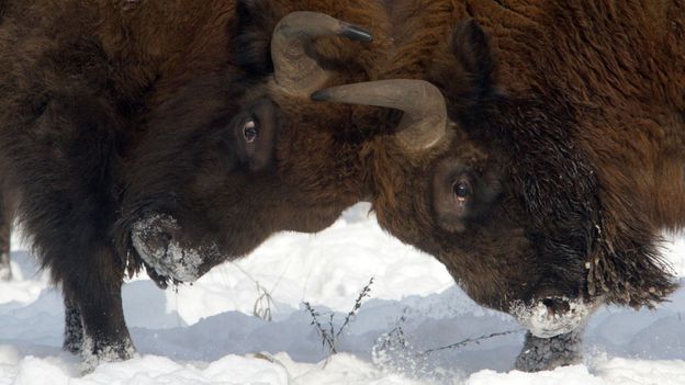Bison, vodka and Poland's primeval forest