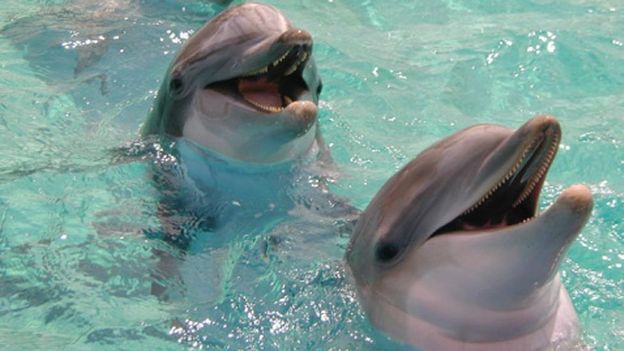 Decoding the secrets of dolphins’ language