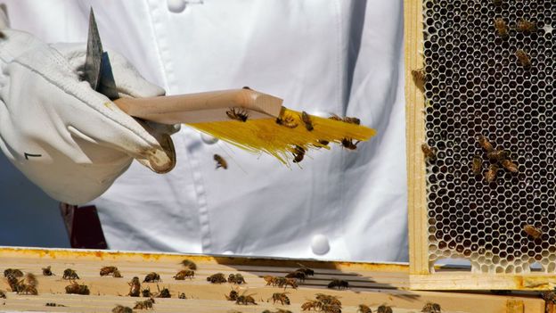 When your office mate has six legs and can sting