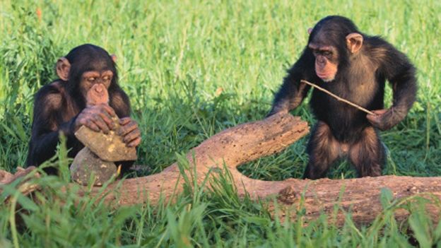 Top 10 intelligent animals