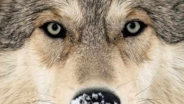 How reintroducing wolves helped save a famous park