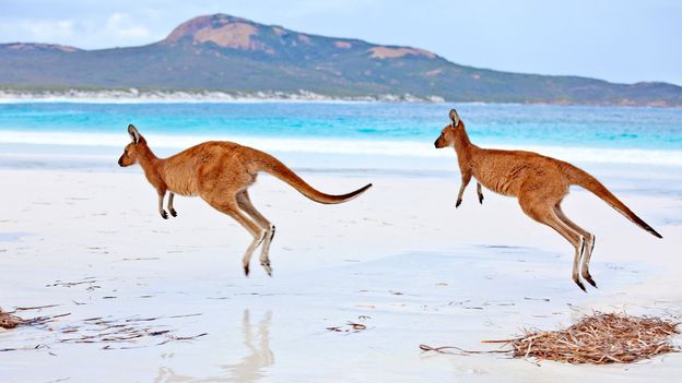 The wild side of Western Australia
