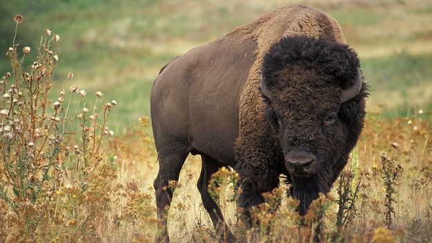 The quest to save the Hollywood bison