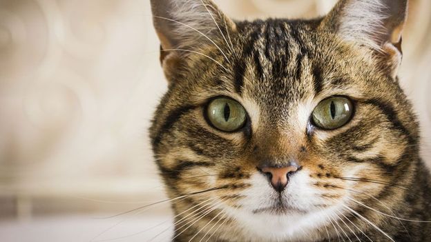 PetMatch: How to find a ‘cat doppelganger’