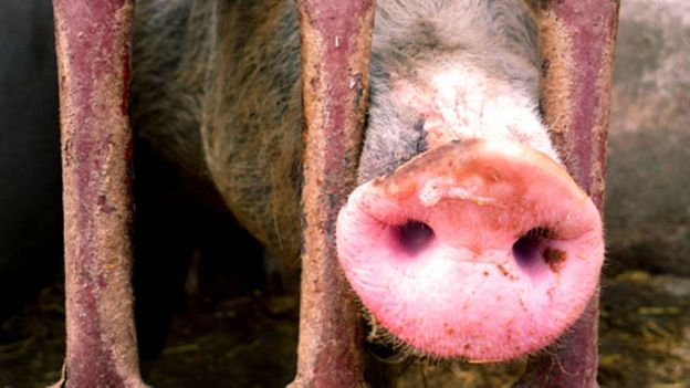 Pig business: Can mega-farming become more humane?