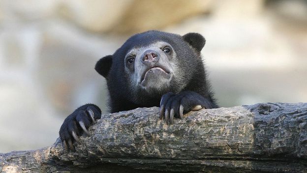 Saving the world's smallest bear