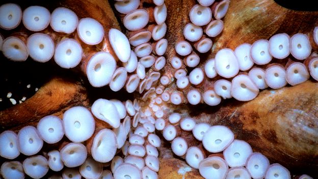 BBC - Earth - The octopus that strangled its lover to death