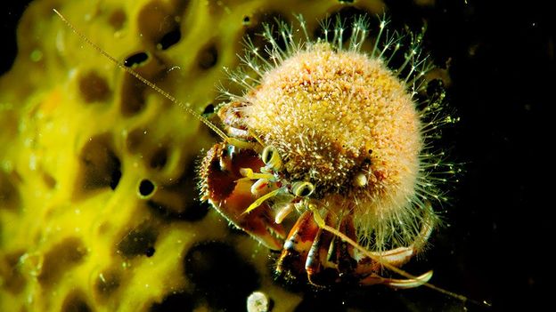 The animal that regrows its head