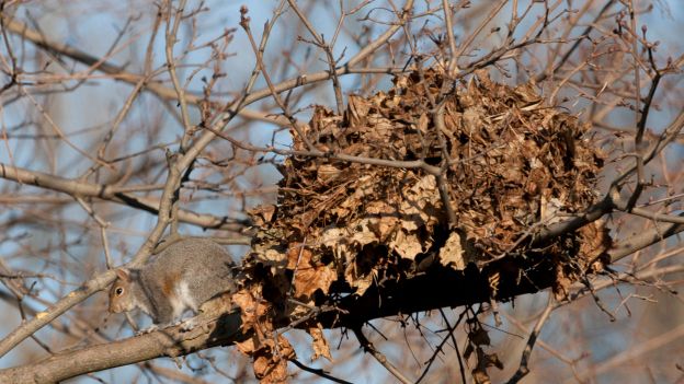 BBC - Earth - Cosy dreys for winter greys