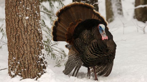 BBC - Earth - Three animals that make the festive period