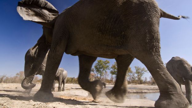 BBC - Earth - How to scare off the biggest pest in the world
