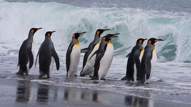 BBC - Earth - How many penguins can you count today?