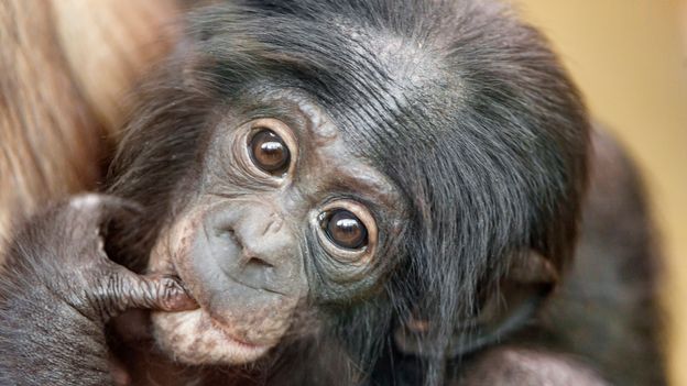 BBC - Earth - Amazing ape birth is world first
