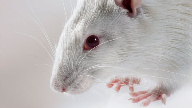 How Facebook makes you a lab rat