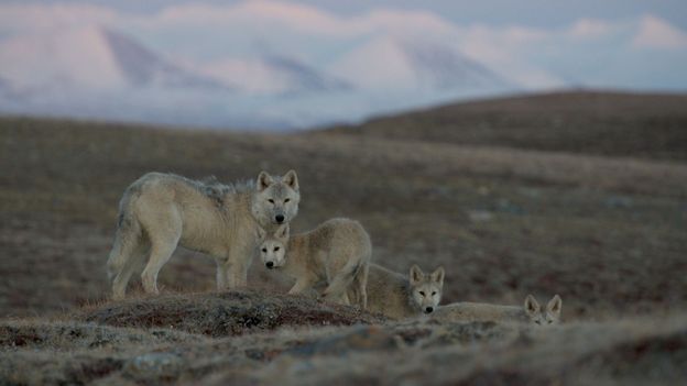 BBC - Earth - An intimate look at wolf family life
