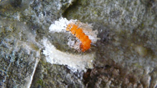 BBC - Earth - Caterpillar makes magical cocoon