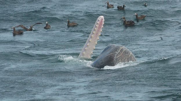 BBC - Earth - Sperm whales target fishing boats for an easy meal