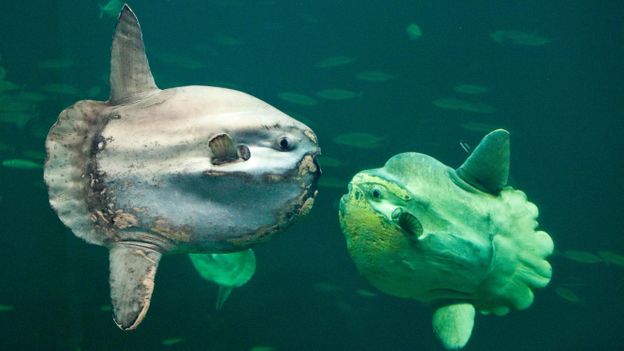 BBC - Earth - Weird giant sunfish reveals secrets