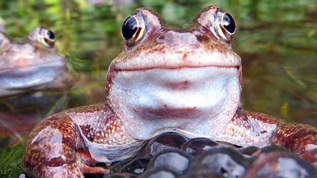 BBC - Earth - The mating habits of frogs in spring